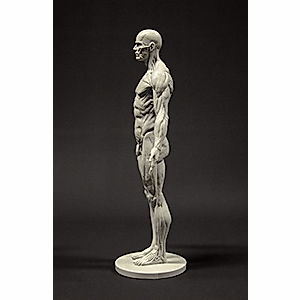 Male Anatomy Figure: 11-inch Anatomical Reference for Artists (Grey)