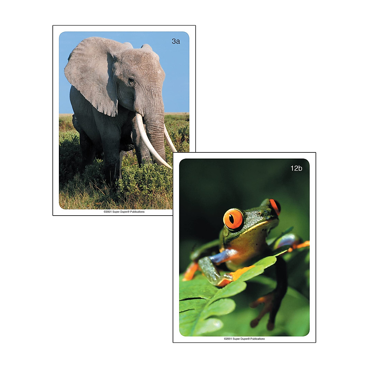 Super Duper Publications | Webber® Animals Photo Card Deck | Educational Learning Resource for Children