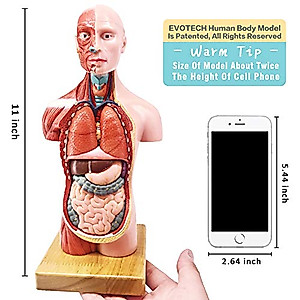 EVOTECH 2023 Newest Human Body Model for Kids, 15 Pcs Removable 11 inch Human Torso Anatomy Model with Heart Head Skull Brain Skeleton Model, Age 4+, Preschool & School Medical Education Display