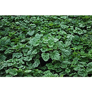 Perennial Farm Marketplace Heuchera a. 'Dale's Strain' (Coral Bells) Perennial, Size-#1 Container, Silvery Blue Green Foliage