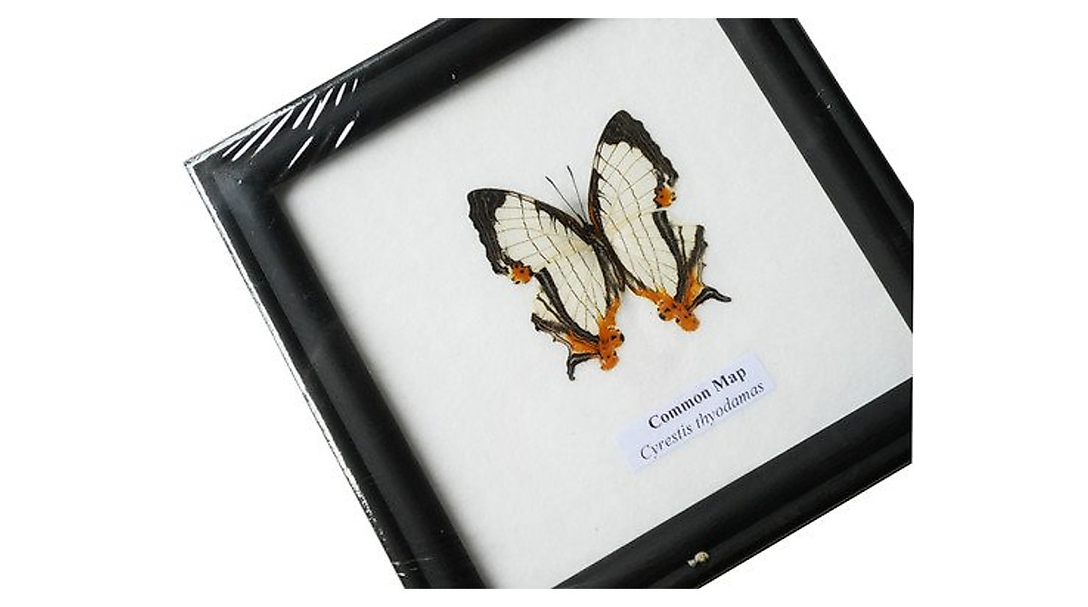 Framed Common Map Butterfly Display – Stunning Taxidermy