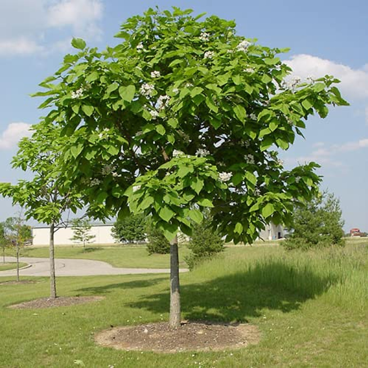CHUXAY GARDEN 50 Seeds Catalpa Speciosa,Northern Catalpa Lovely Flowering Plant Large Deciduous Tree Hardy Catalpa Privacy Screen