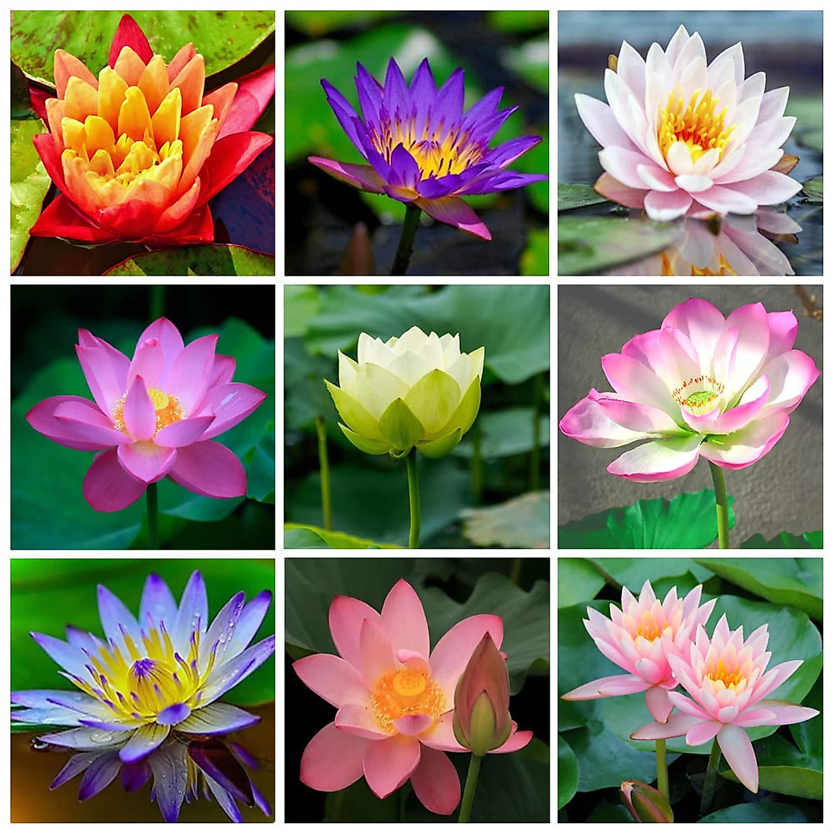 35+ Bonsai Lotus Flower Seeds for Home Planting Ornamental, Mixed Pink & Red Flower, Aquatic Plant for Courtyard, Hotel, Goldfish Pond, Water Lily Seeds