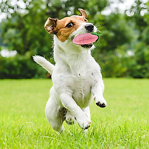 POPETPOP 2Pcs Dog Plush Squeaky Toys - Soft Strawberry Shape Interactive Puppy Chew Toy Stuffed Strawberry for Dogs Teething, Playing, Chewing for Holiday Christmas