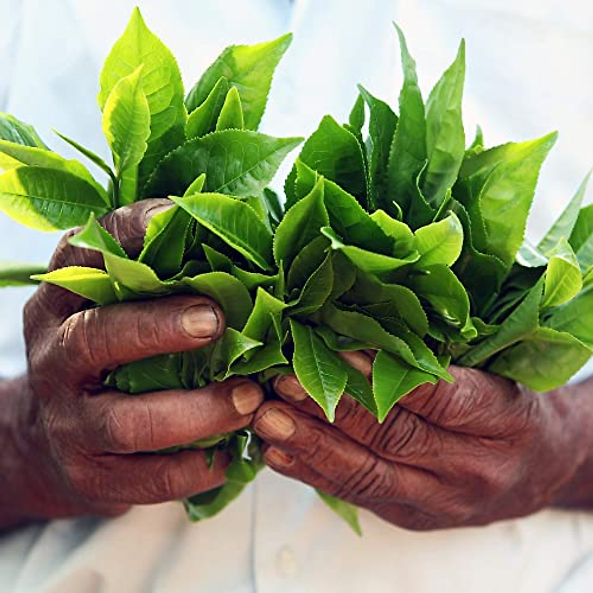 Red Rose Orange Pekoe Tea (216)