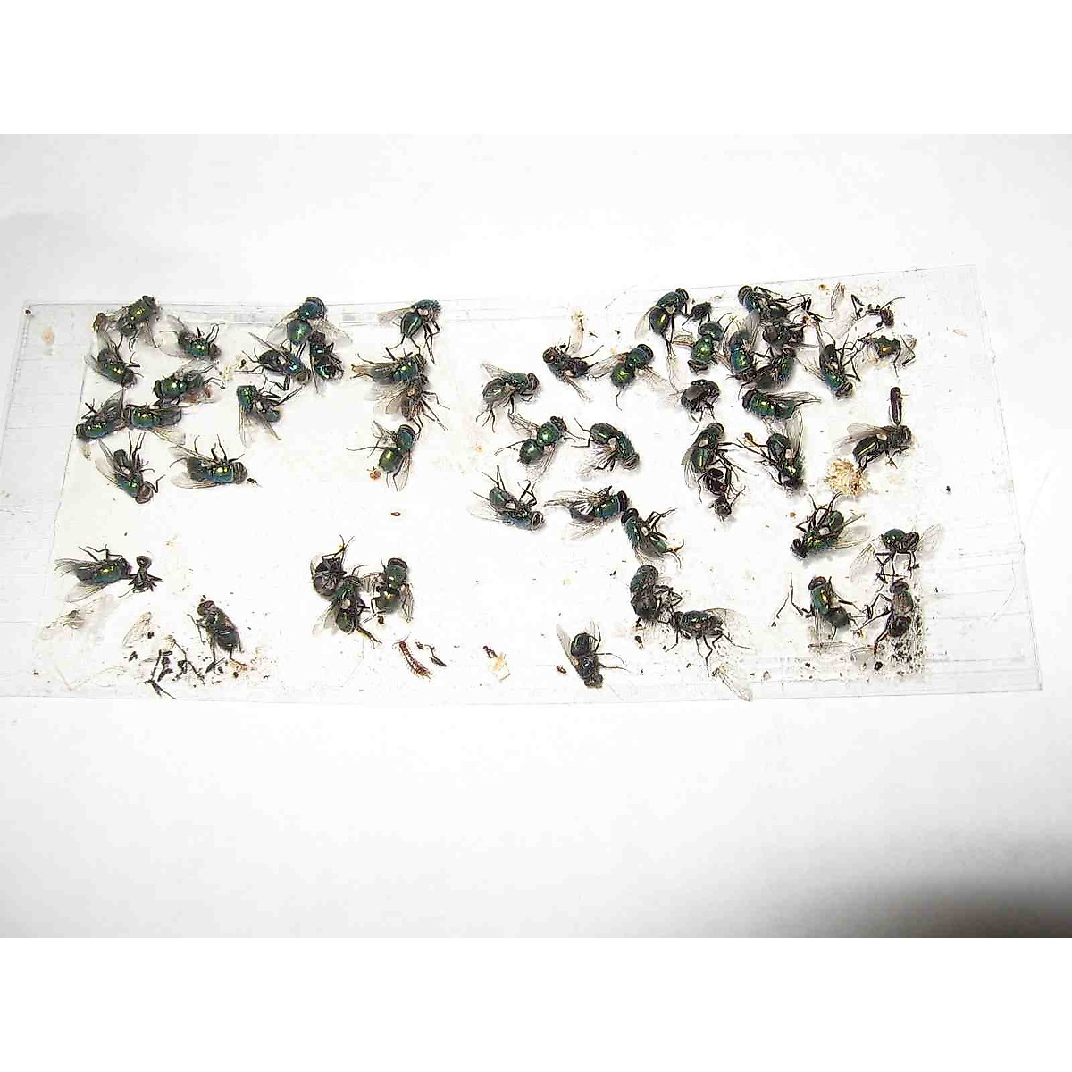 40 pk All Insect Traps/Strips/Glue Boards. Trap Flies, Bees, Wasps, Asian Beetles, etc.