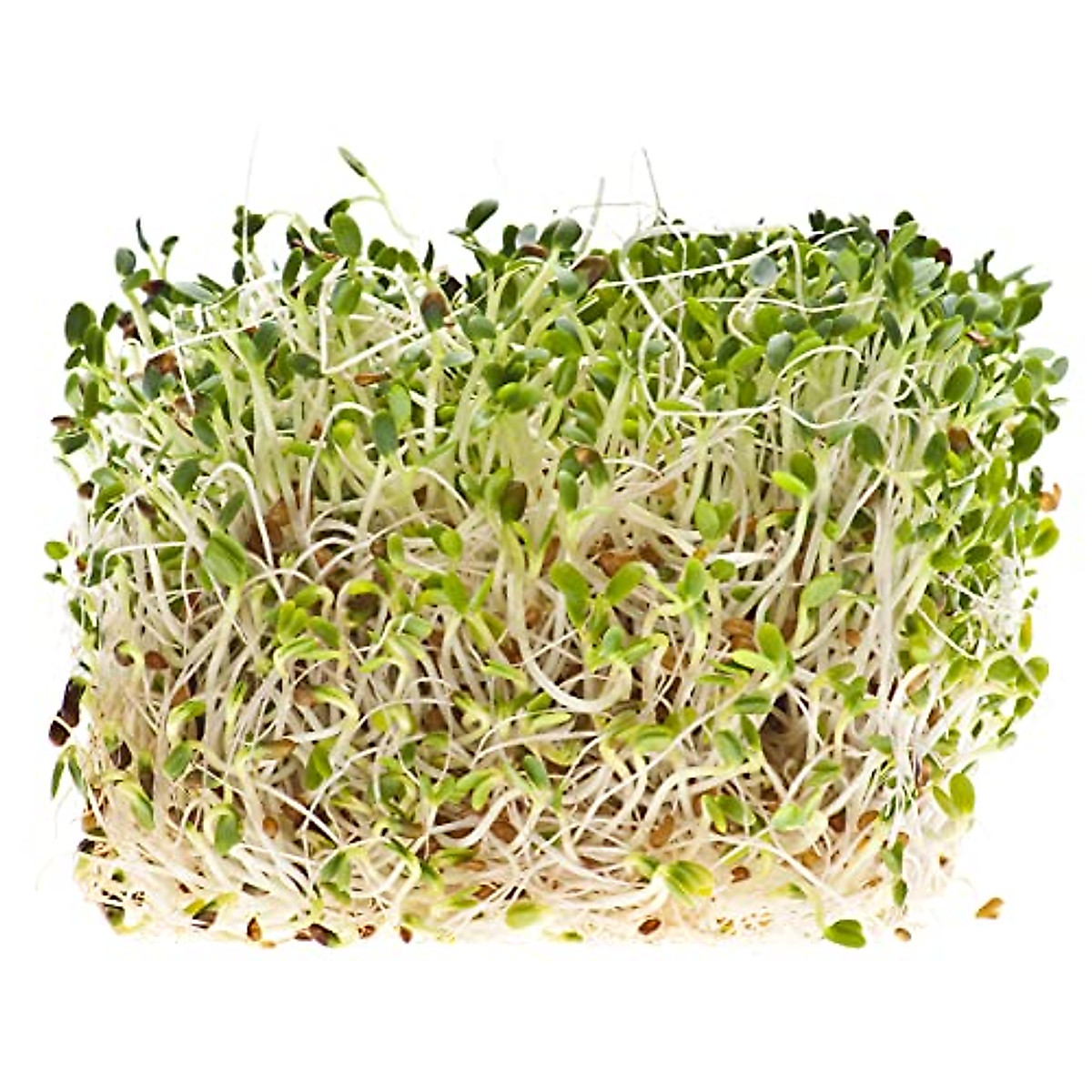 Todd’s Seeds - Alfalfa Sprouting Seeds - Easy to Grow Bulk Alfalfa Seeds - Fast Growing Seeds with High Sprout Germination (1/4 Pound)