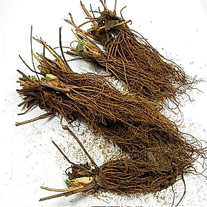 Eversweet Everbearing Strawberry 10 Bare Root Plants - Super Sweet