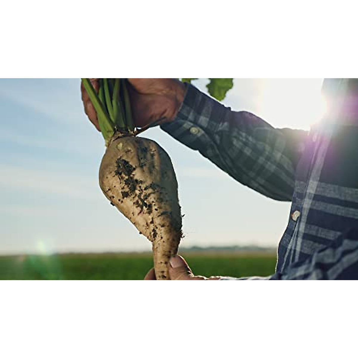Sugar Beets, 100+ Heriloom Seeds Per Packet, (Isla's Garden Seeds), Non GMO Seeds, Botanical Name: Beta vulgaris subsp. vulgaris convar. vulgaris VAR. altissima