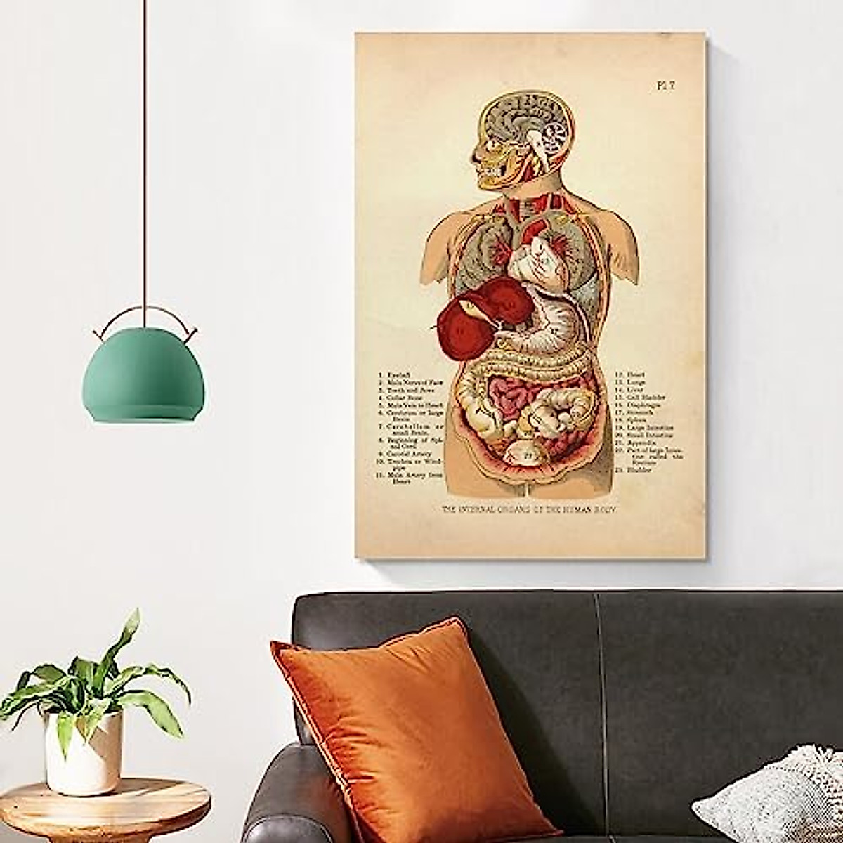Internal Organs Of The Human Body From The Household Physician Canvas Wall Art Print Poster For Home School Office Decor Unframe 12x18inch(30x45cm)