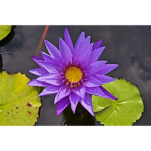 35+ Mixed Bowl Lotus Seeds, Lotus Seeds, Bonsai Lotus Seeds for Planting (Nelumbo), Water Lily Seeds, Can Purify Water and Air