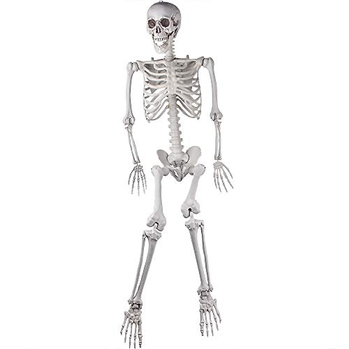 5.4ft/165cm Halloween Skeleton - Halloween Human Skeletons Full Body Bones with Movable Joints for Halloween Props Spooky Party Decoration