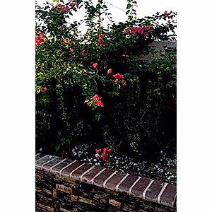 Gardening Pumice Soil Amendment | 3/8" Screened | 8 Quarts