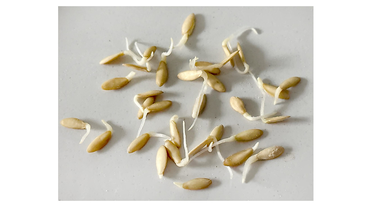 30+ Persian Beit Alpha (A.k.a. Lebanese) Cucumber Seeds Heirloom NON ...