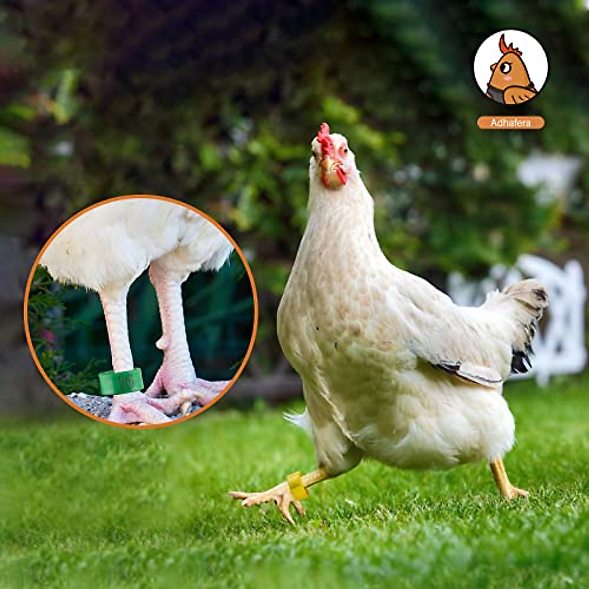 Adhafera Chicken Leg Bands with Five Colors, 100Pcs Chicken Tags for ...