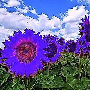 25 Rare Purple Sunflower Seeds for Planting Ornamental Sunflower Seeds to Plant for Home Farm Office Decor Non-GMO Seeds- QAUZUY GARDEN