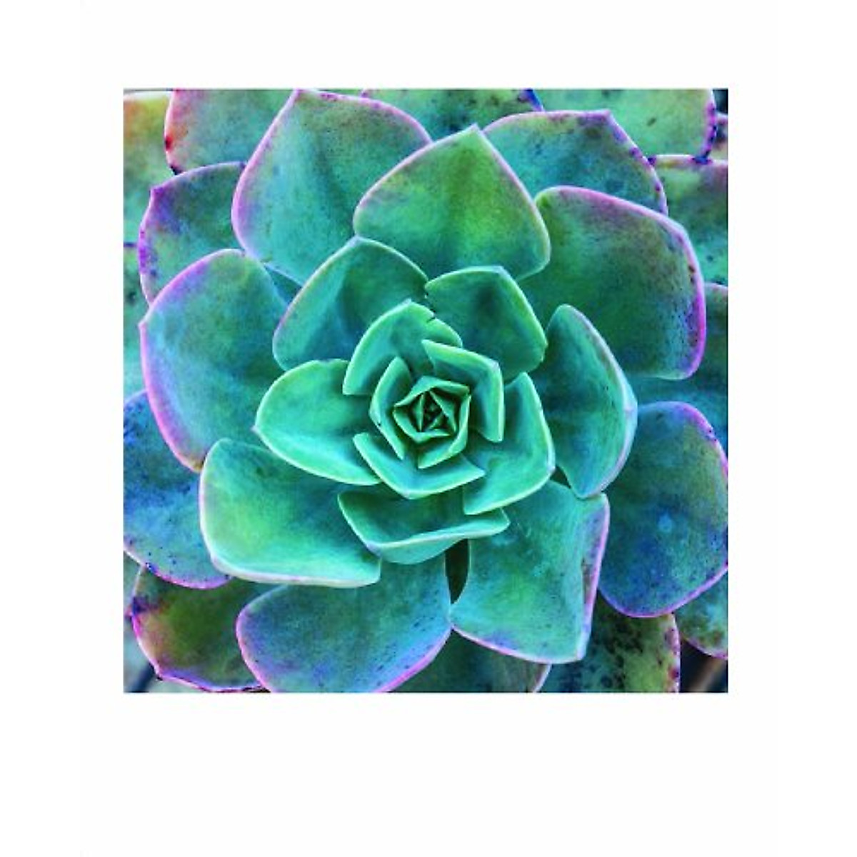 Succulent Garden Notecards: 20 Different Cards and Envelopes (Blank Nature Cards, Botanical Cards)