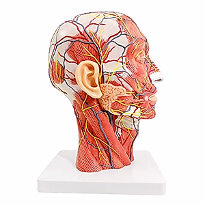 EVOTECH Human Half Head Superficial Neurovascular Model with Musculature, Life Size Anatomical Head Model Skull and Brain for Medical Teaching Learning, Kids Learning Education Display Tool