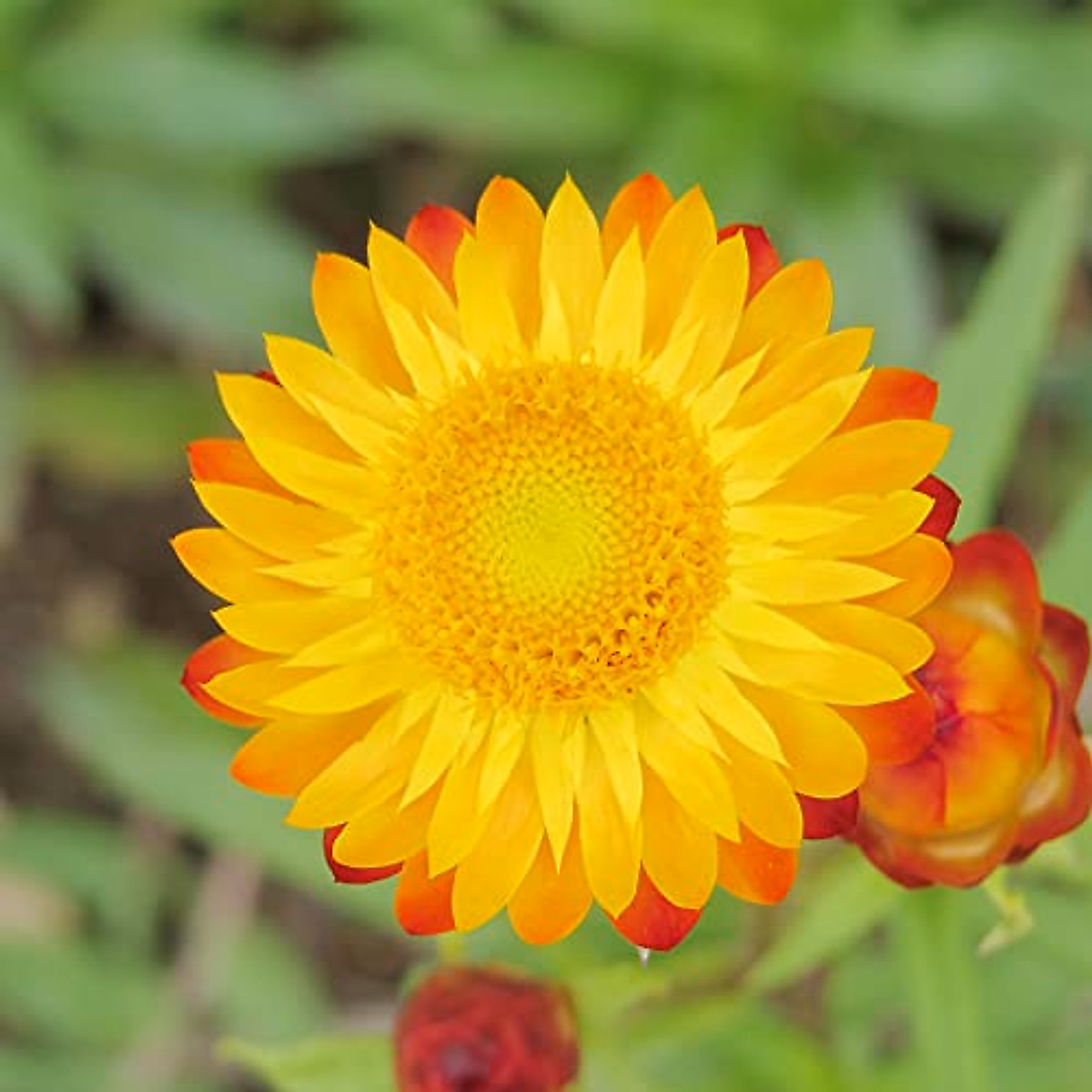 Everlasting Flower Seeds Paper Daisy, Strawflower Low Maintenance Cut Flowers Annual Perennial Rock Garden Cottage Garden Bed Border Outdoor 100Pcs by YEGAOL Garden
