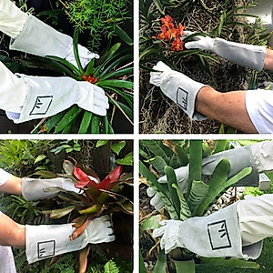 Rose Pruning Gloves Gauntlet Garden Gloves Leather Long Gardening Gloves for Women Rose Gloves Cut Proof Work Gloves White Garden Gloves for Rose Gardening Gloves Rose Bushes Ready to Plant Cowhide S