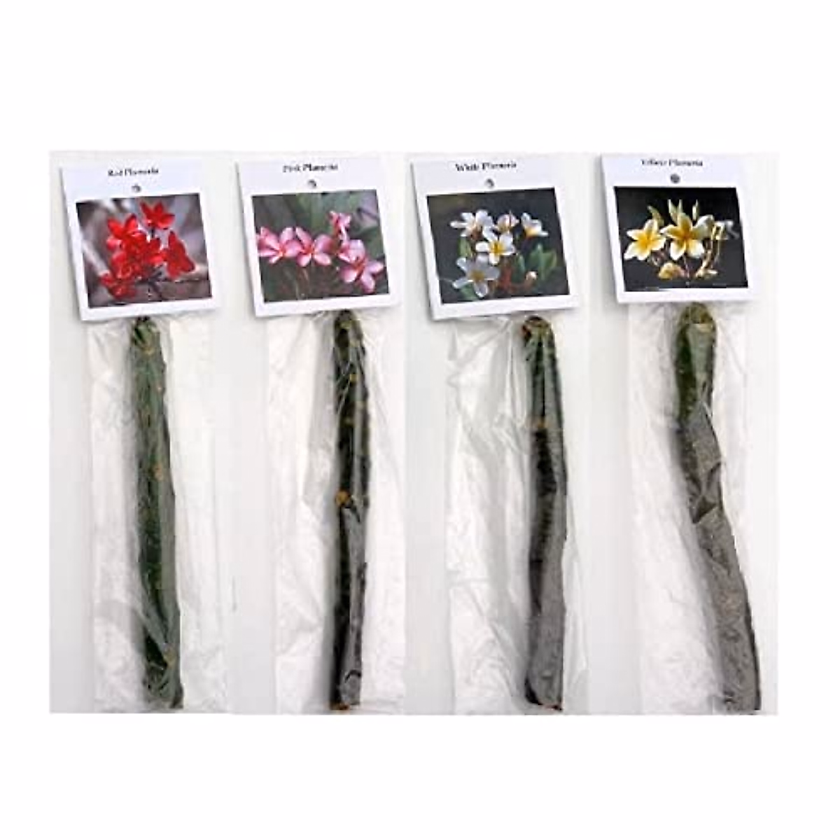Set of 4 100% Hawaiian Plumeria (Frangipani) Plant Cuttings....From a PEST-FREE certified Hawaiian nursery with the proper U.S. Department of Agriculture stamp.