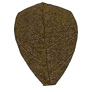 Awesome Aquatic Betta/Shrimp Leaves 50 Mini 2" Premium Catappa Indian Almond Leaves Natural Habitat Tannin Producing Improves Immunity, Easy to USE