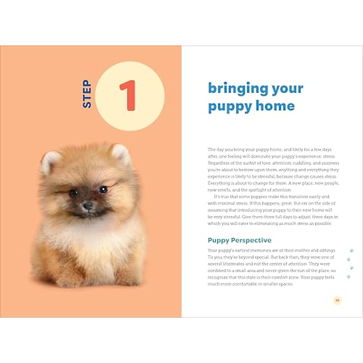 Puppy Training in 7 Easy Steps: Everything You Need to Know to Raise the Perfect Dog