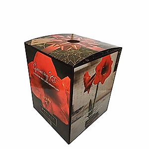 Red Lion Amaryllis Kit - Great Gift - Large Bulb, Pot and Potting Medium