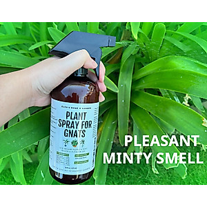 Kate's Home & Garden Plant Spray for Insects & Getting Rid of Gnats with 12 Gnat Sticky Traps. Fungus Gnat Killer & Gnat Control for Indoor Plants (16oz, Pet Safe, Non Toxic)