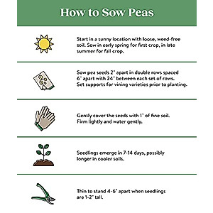 Burpee Sugar Snap Pea Seeds 300 seeds