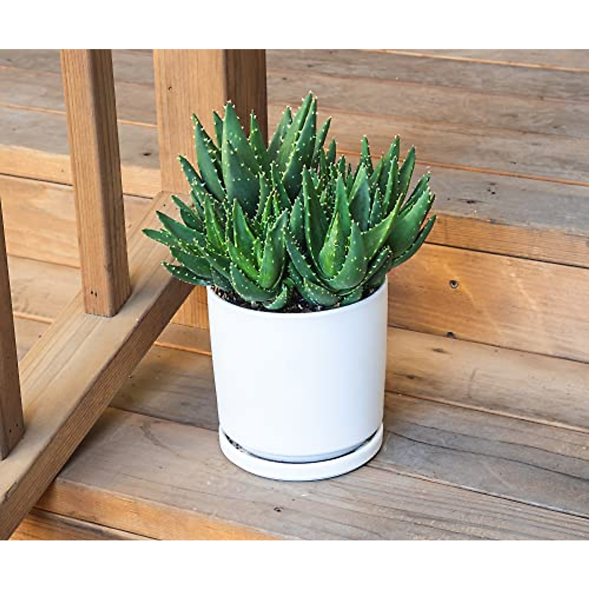 Succulents Plants Live Indoor Plants, Aloe Nobilis Plants Live Houseplants, Live Succulents Live Plants Indoor Succulent Plants, Indoor Plant Real Succulents Plants House Plants by Plants for Pets