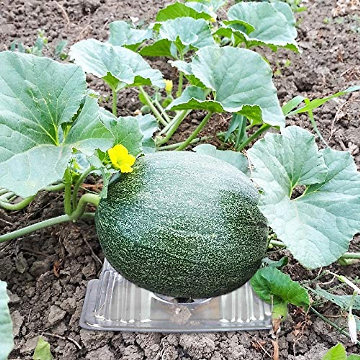 kemengsuer 100 Pieces Plastic Melon Cradle, Fruit & Vegetable Cradle Stands, Holds up to 20 lbs, Clear Plastic Melon Support Cradle for Keep Watermelon Off of The Ground(13.5 x 10.5cm/5.11 x 4.13inch)