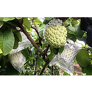 Annona Squamosa Sugar Apple Tree Live Plant - Sweetsop Asian Fruit 9-14" Tall