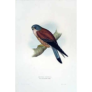 Lesser Kestril. Falco tinnunculoides, (Natter)