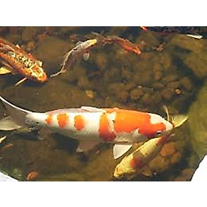 America's Best Koi Food 20 lbs Koi Fish Food with 35% Premium Protein Medium Sized Floating Pond Pellets for Koi Goldfish and Pond Fish