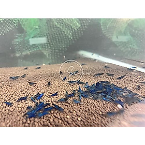 Swimming Creatures 10 Blue Dream(Grade A+) Neocaridina Freshwater Aquarium Shrimp. Live Arrival Guarantee.