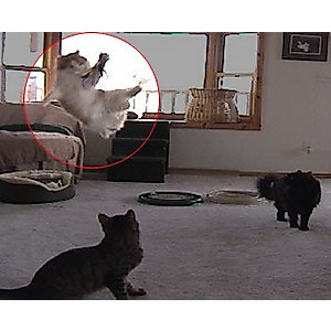 Da Bird Single 3 Foot Pole Cat Toy with 2 Extra Guinea Feather Refills