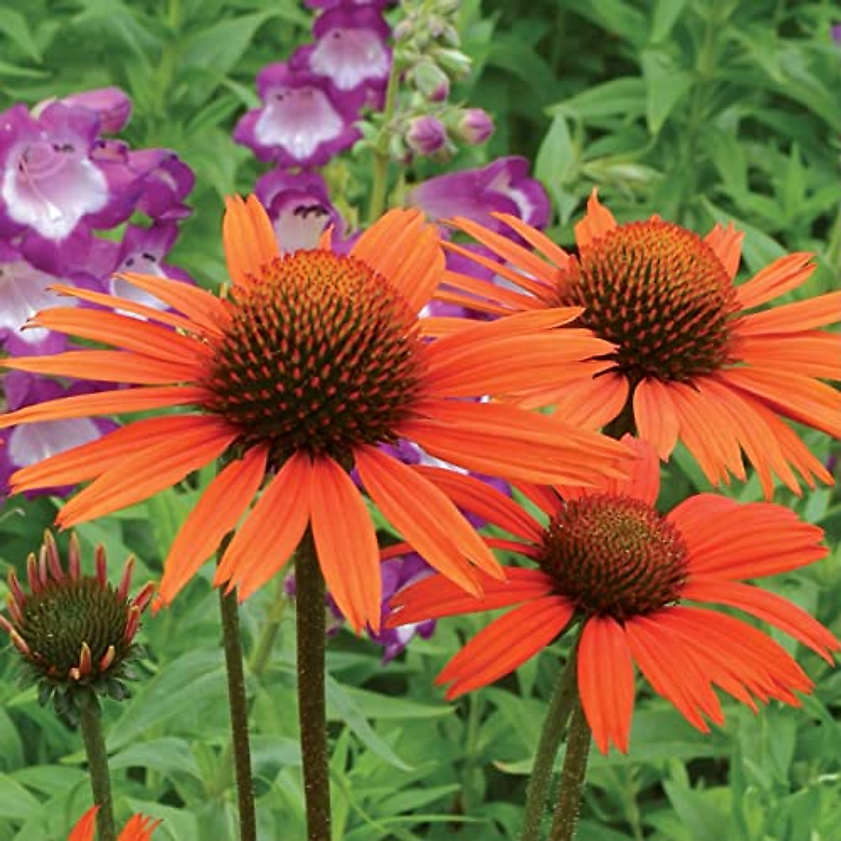 Zeoust Loife Echinacea Seeds for Planting Orange Red Coneflower Plants - Non-GMO Heirloom Flowers Seed to Plant Outdoors Garden 200 Seeds (Orange Red Coneflower)