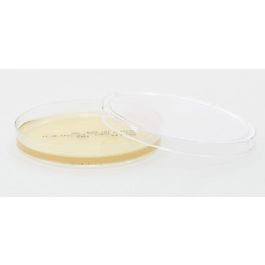 Tryptic Soy Agar (TSA), USP, a General Growth Medium for Microorganisms, 10 Plates Per Pack, by Hardy Diagnostics