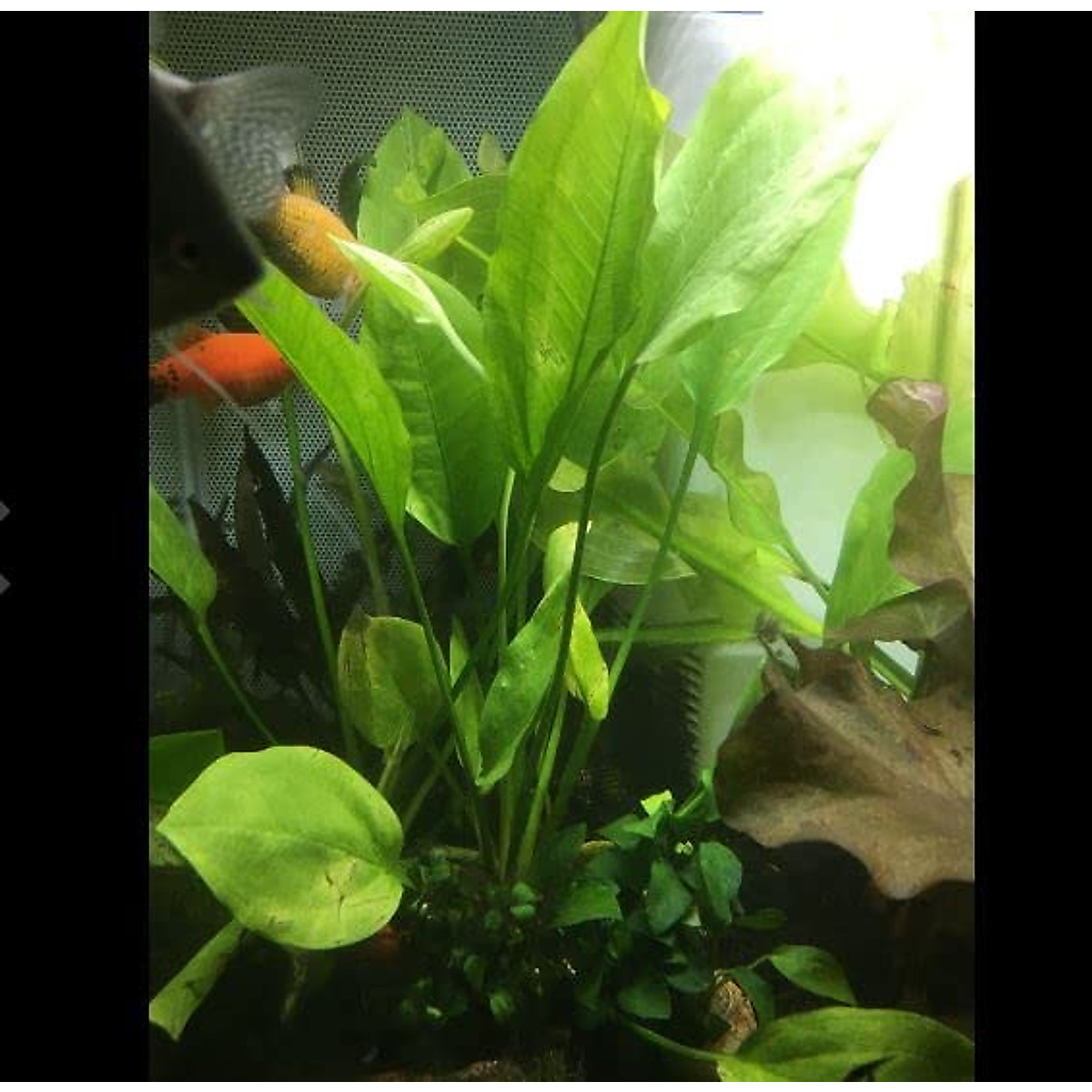 Amazon Sword - Echinodorus Bleheri x3 Plants - Live Aquarium Plant