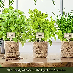 Herb Garden Starter Kit Deluxe - Culinary Herb Gardening Seeds for Indoor Home Planting with Wooden Gift Box - Perfect Kitchen Cooking Gift for Women or Men Gardener. Unusual Adult Plant Growing Gifts