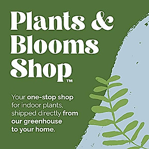 Plants & Blooms Shop PB408 Money Tree, 5", White Pot, Indoor Live Plant Decoration, Live Plant Gift