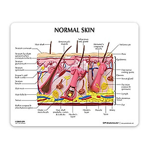 GPI Anatomicals - Aging Skin/Hair Loss Model | Human Body Anatomy Replica of Aging Skin w/Hair Loss for Dermatology Educational Tool