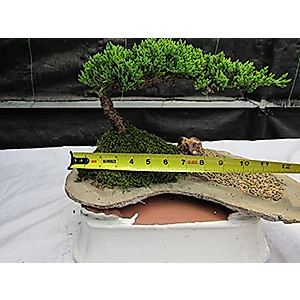 Juniper Bonsai Tree On Rock Slab