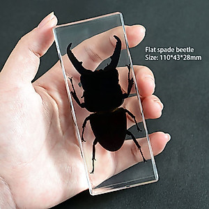 JSNZMTSBD Insect Resin,Real Insect Spider Specimen Science Classroom Taxidermy Resin Desk Paperweight Articulated Specimen for Science Education - Toothless Hand Crab