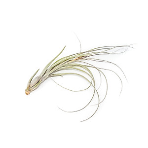 Air Plant Shop 5 Pack XL Tillandsia Balbisiana - Wholesale and Bulk - Succulents - Live Tillandsia - Easy Care Indoor and Outdoor House Plants