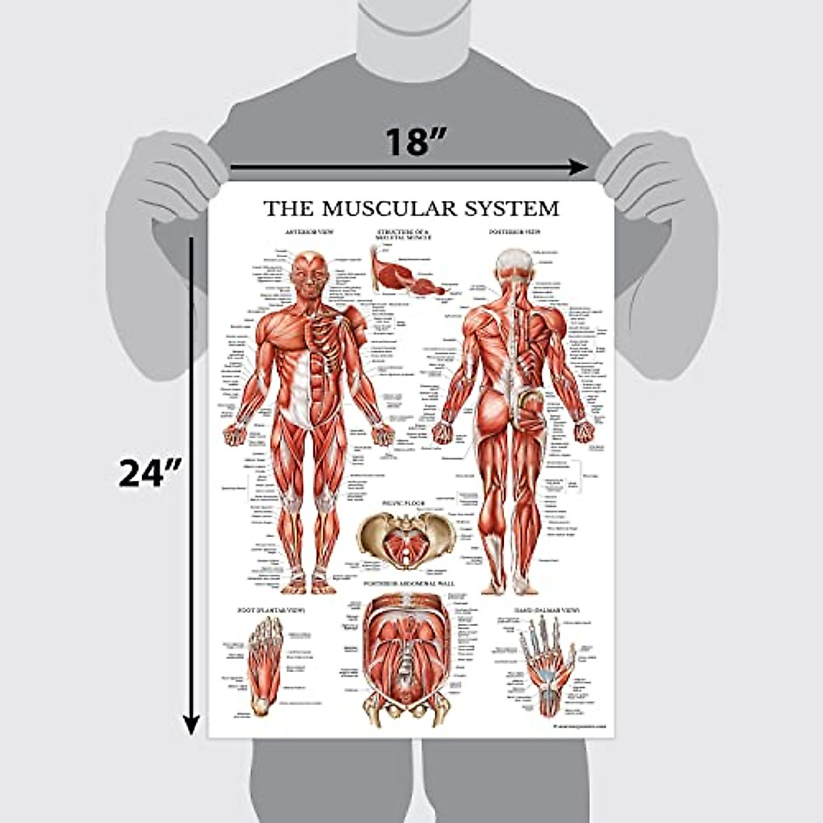 Palace Learning Muscular System & Spinal Nerves Anatomical Poster Set - LAMINATED - 2 Poster Set - Muscle and Spinal Nerves Anatomy Chart Set 18" x 24" (Muscle/Spine)