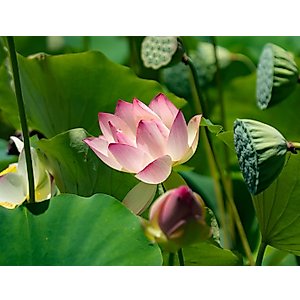 15 Lotus Seeds - Grow in Koi Ponds, Ponds, Grow in a Bowl as Bonsai - Water Lily Grow Very Easy - Ships from Iowa, USA