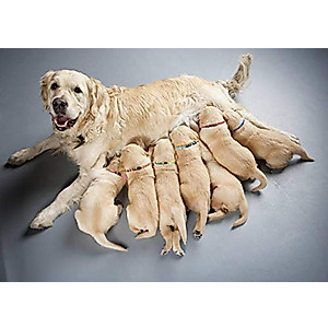 Puppy ID Collar Identification Soft Nylon Adjustable Breakaway Safety Whelping Litter Collars for Newborn Pets with Record Keeping Charts 12pcs/Set (S)