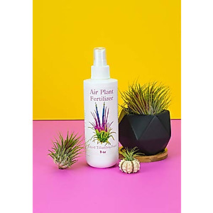 Tillandsia Air Plant Food | Fertilizer Kit with Spray Bottle and Mister | Encourages Air Plants to Bloom with Formulated Nutrients by Aquatic Arts
